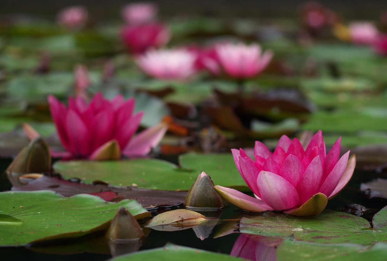 Créer un point d’eau dans son jardin – Bricolage astuces