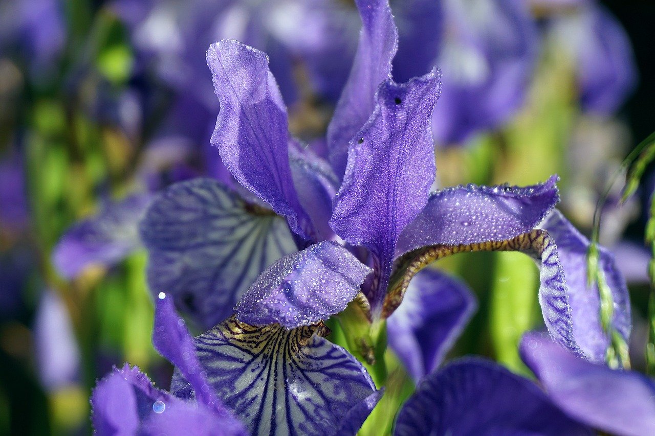 Découvrez le témoignage passionnant d'une amoureuse des iris